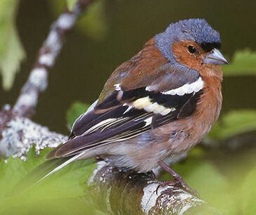 Help! Vink gezocht! • Bokt.nl